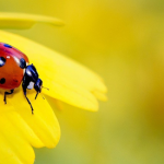 Como falar os nomes dos insetos em inglês – Inglês Online