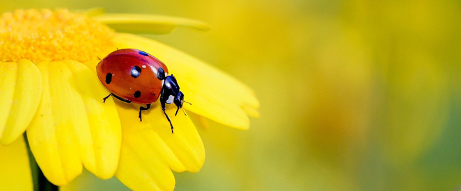 Como falar os nomes dos insetos em inglês – Inglês Online